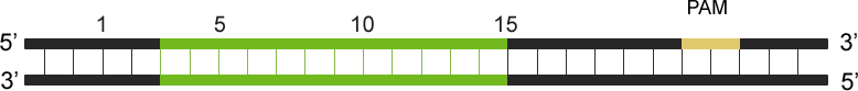 DNA Base Editor
